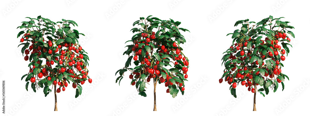 3D rendering of tomato trees with transparent background, for ...