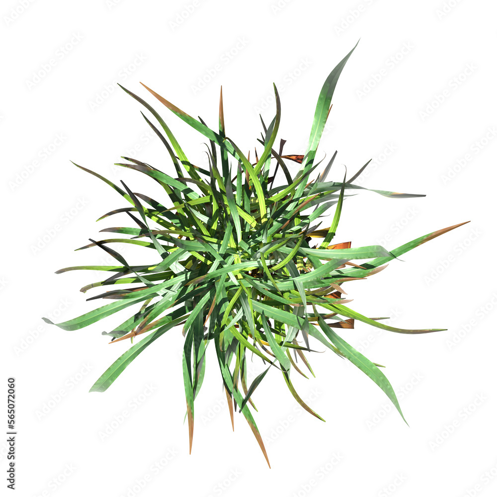 wild field grass, top view, isolated on a transparent background, 3D ...