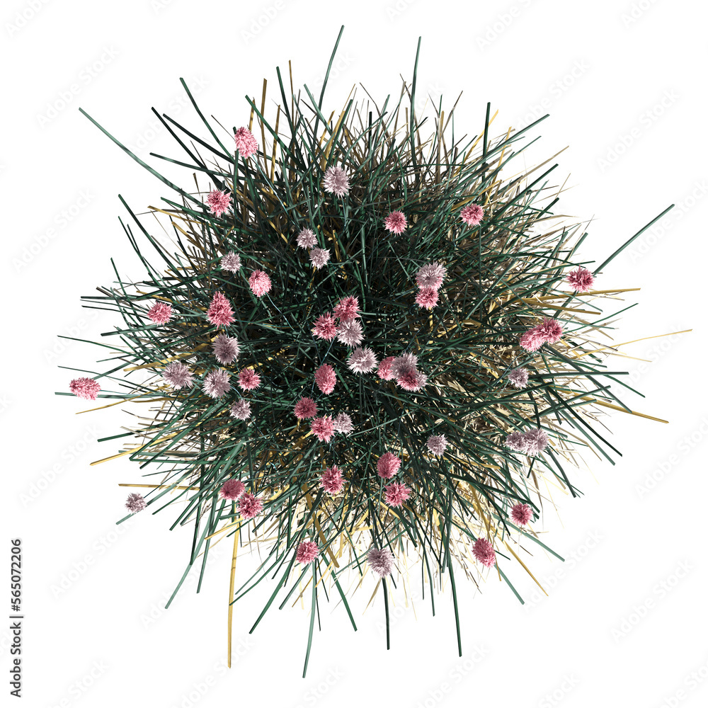 wild field grass, top view, isolated on a transparent background, 3D ...