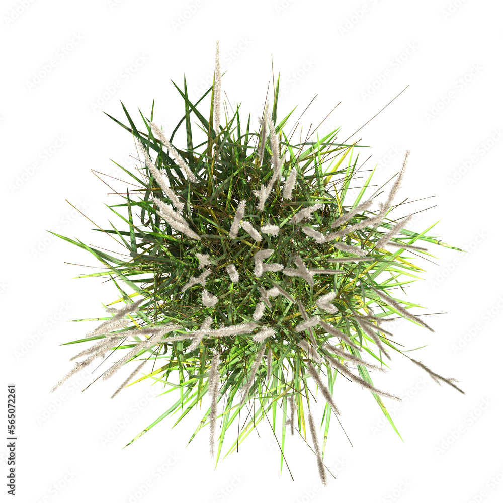 wild field grass, top view, isolated on a transparent background, 3D ...
