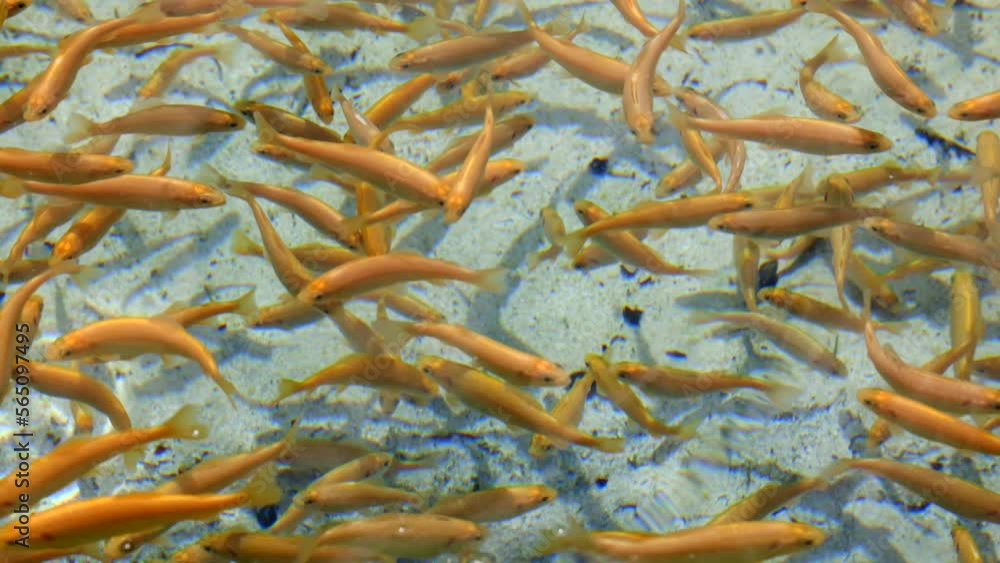 Vídeo do Stock: School of goldfish inside a fish farm, the breeding of ...