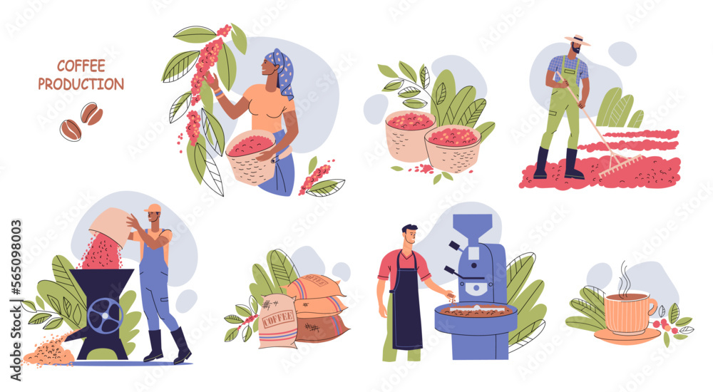 Vetor de Set of stages of growing and producing coffee. Picking coffee ...
