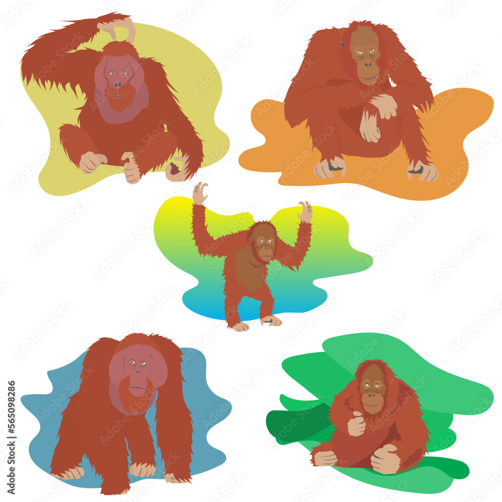 Primate Ape Orangutan various Poses Cute Cartoon Vector Illustration in ...