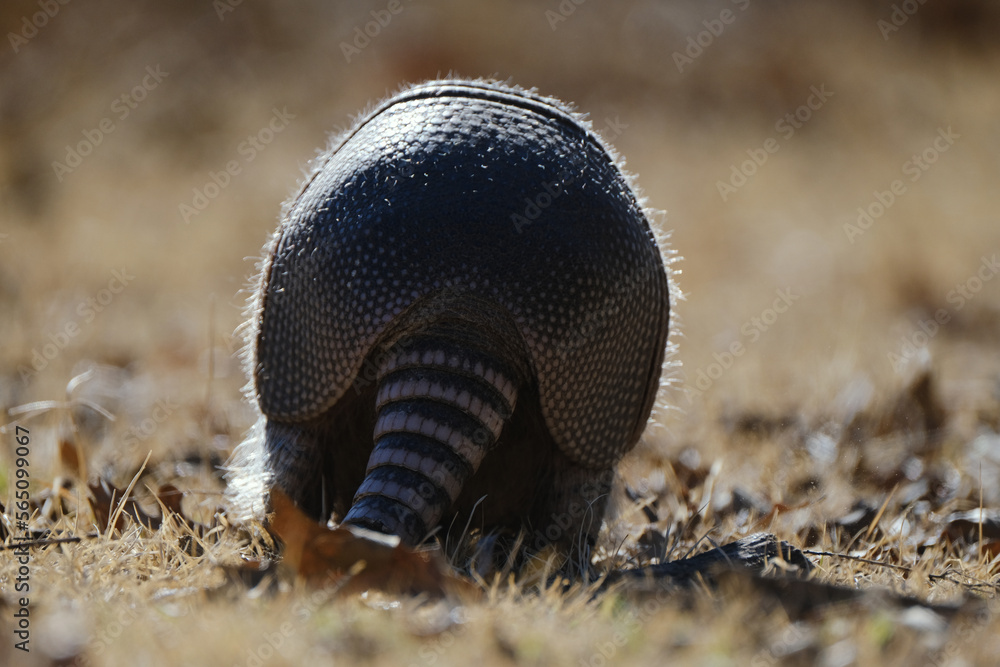 Nine-banded armadillo in grass shows Texas wildlife with armor shell and tail closeup walking ...