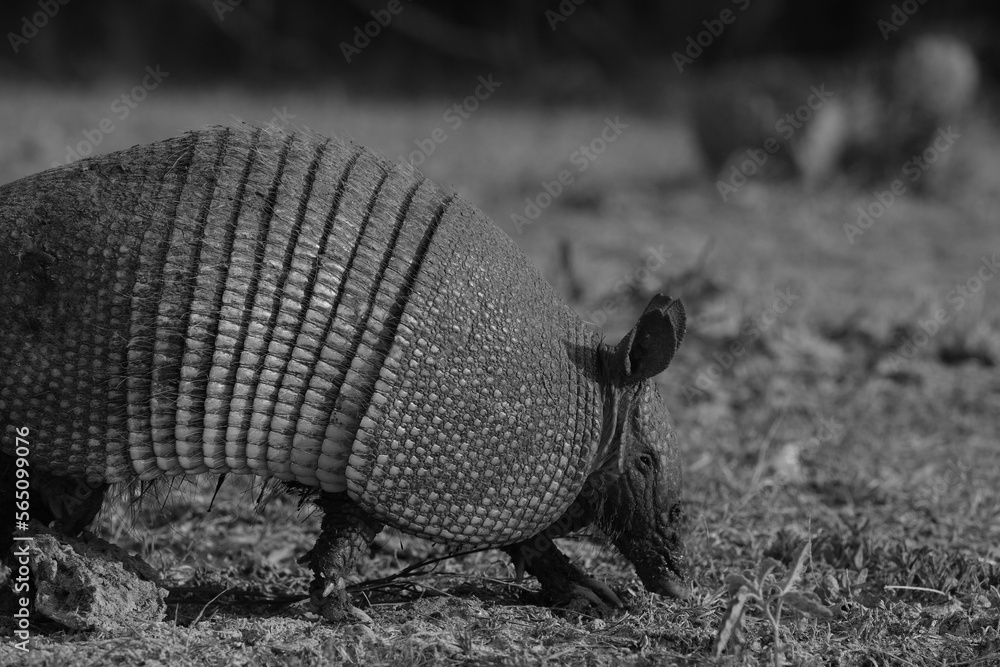 Nine-banded armadillo digging in ground closeup with shell and face in black and white, Texas ...