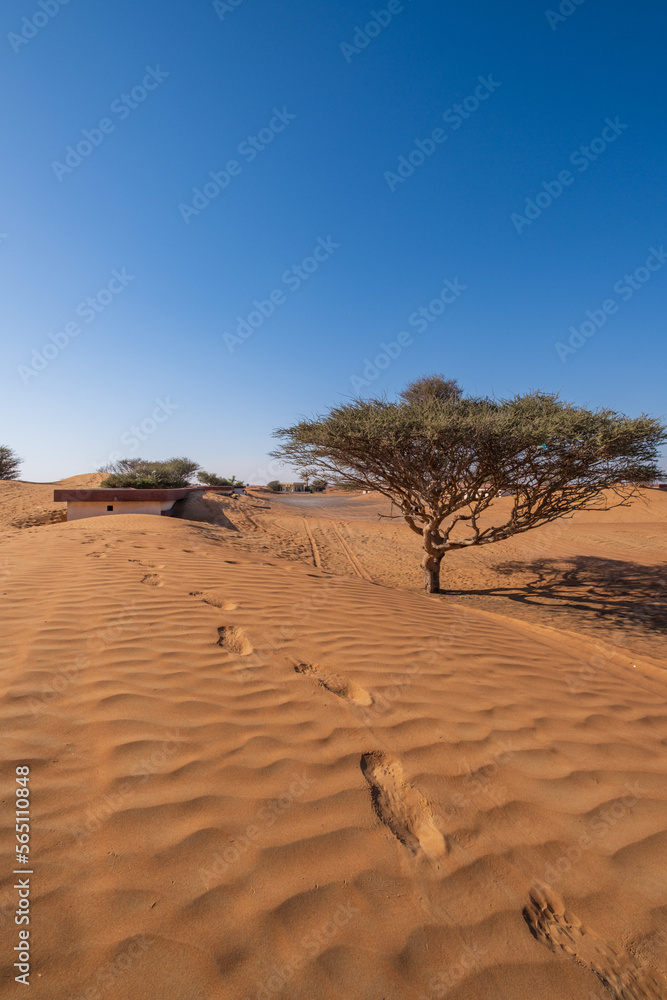 Acacia tree and wild ghaf trees on a sandy desert in Al Madam buried ...