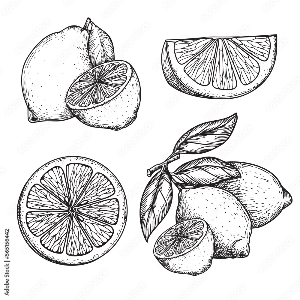 Hand drawn sketch style lemons set. Whole and sliced citrus fruit. Best ...