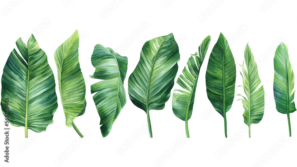 Palm leaves on isolated white background botanical illustration ...