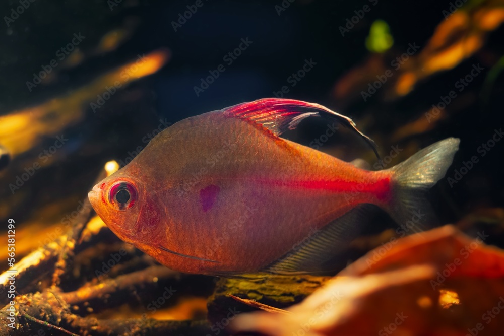 bleeding heart tetra dominant male show neon glowing colors, shine in ...
