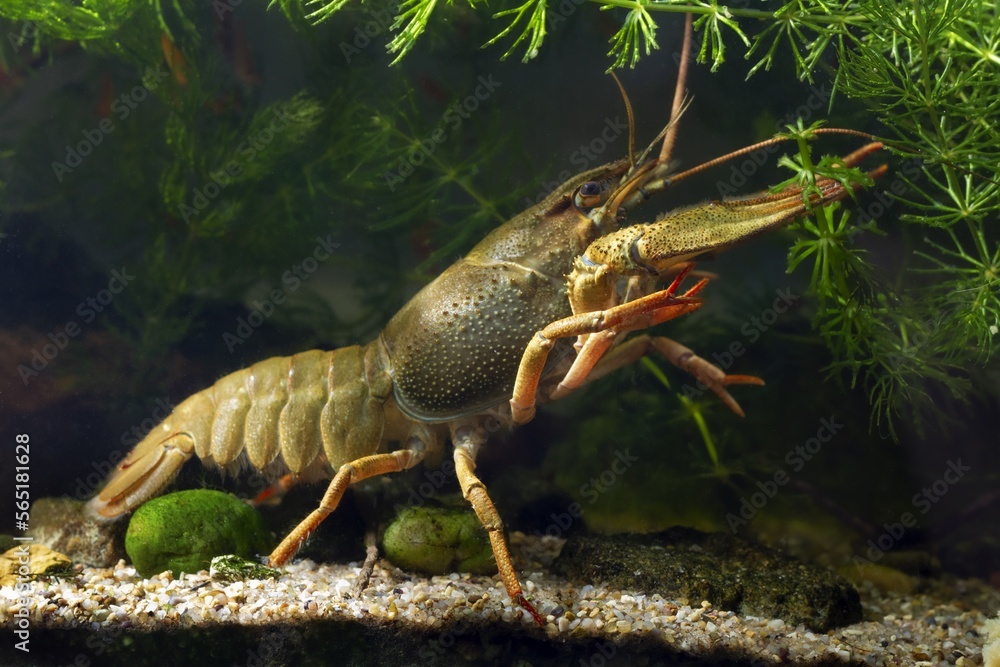narrow-clawed crayfish inspect hornwort with claws on sand gravel ...
