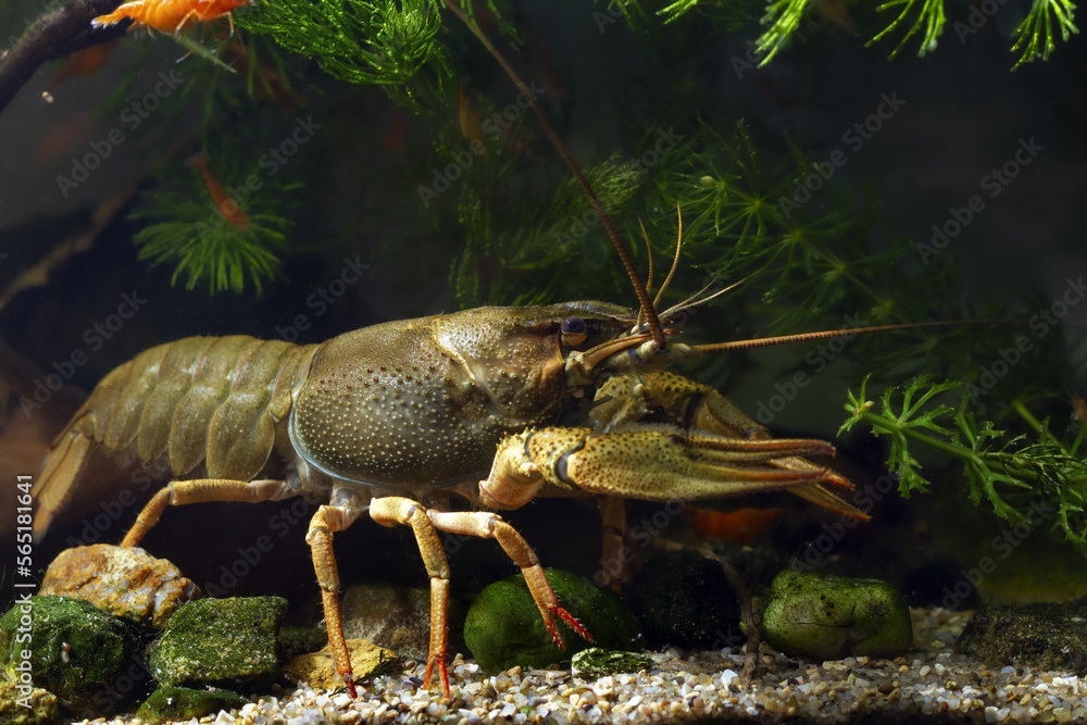 narrow-clawed crayfish female walk on sand gravel substrate in planted ...