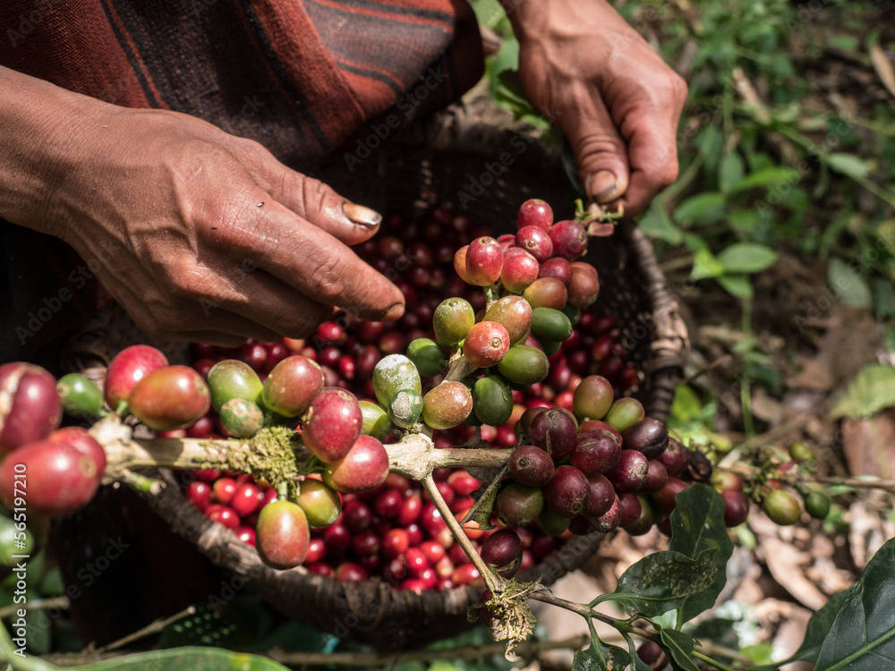 Cosecha de café por nativos Stock Photo | Adobe Stock