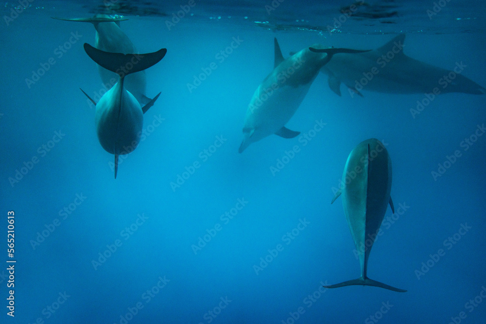Dolphin Pod Stock Photo | Adobe Stock