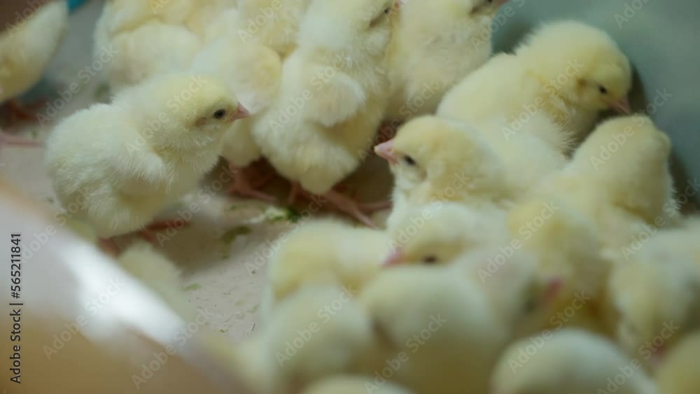 Cute baby chicken raised at the agricultural plant for meat production ...