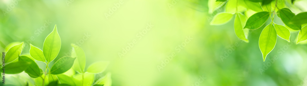 Light Green Leaf Background