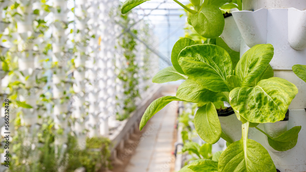 Sustainable Agriculture. Hydroponics based production method farm ...