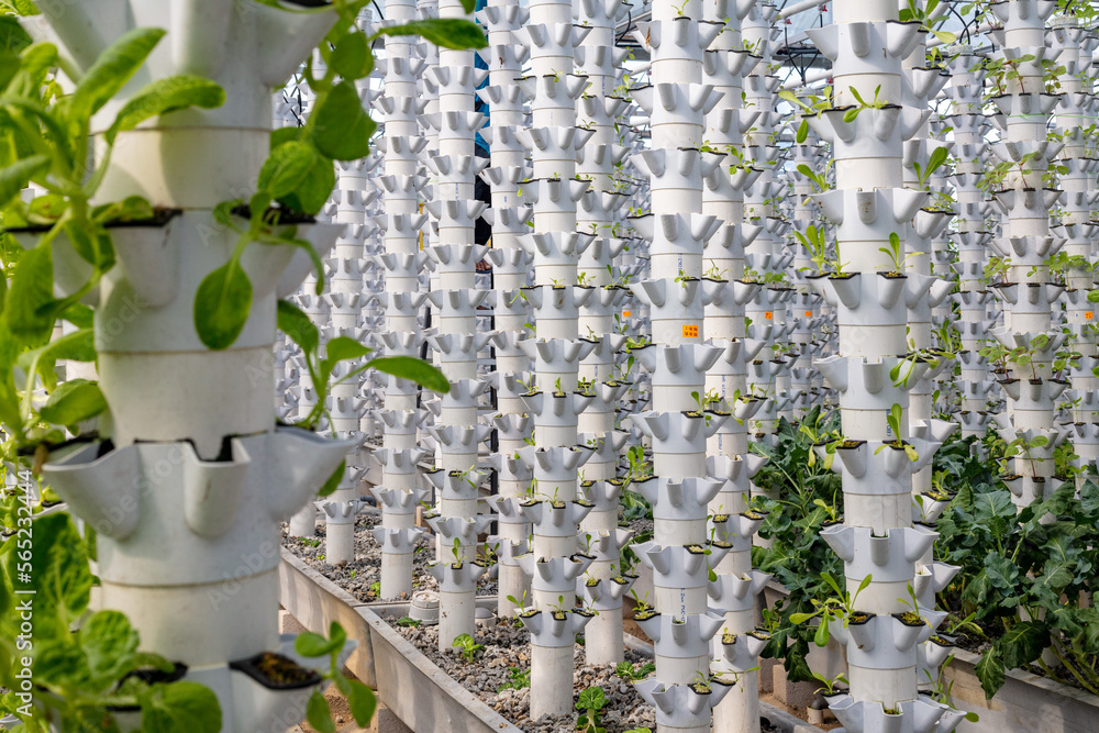 Sustainable Agriculture. Hydroponics based production method farm ...