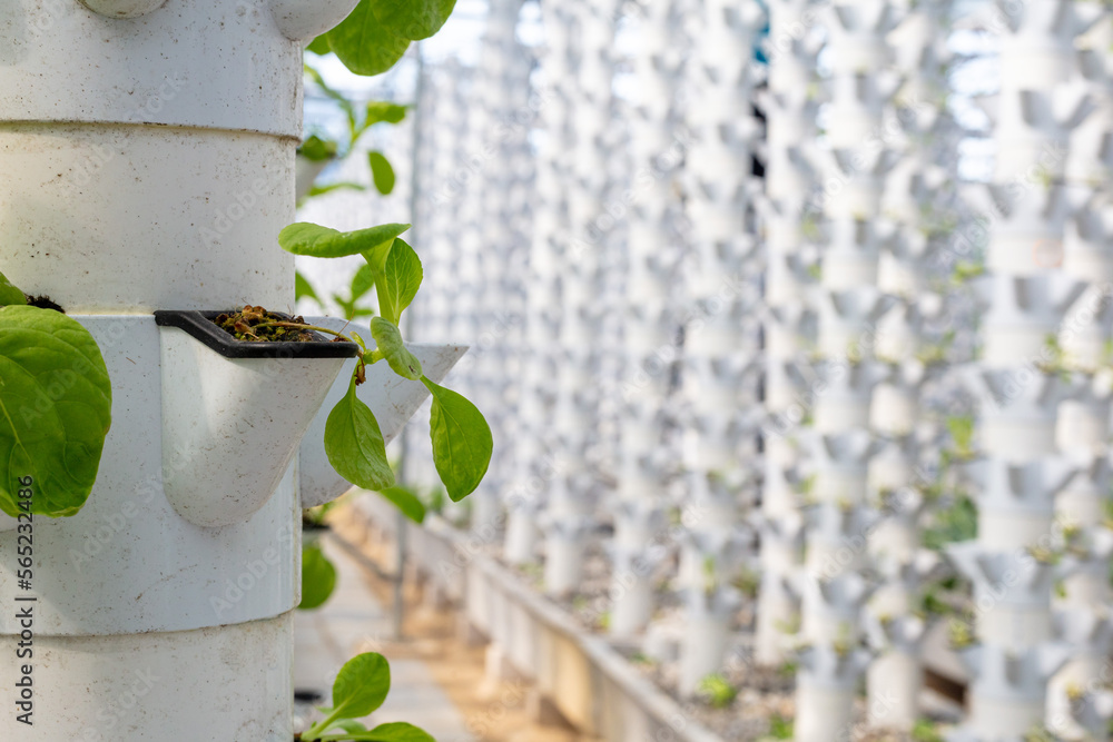 Sustainable Agriculture. Hydroponics based production method farm ...
