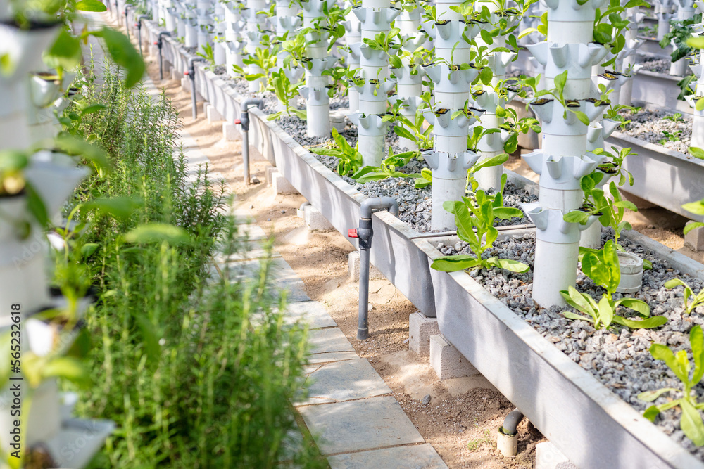 Sustainable Agriculture. Hydroponics based production method farm ...