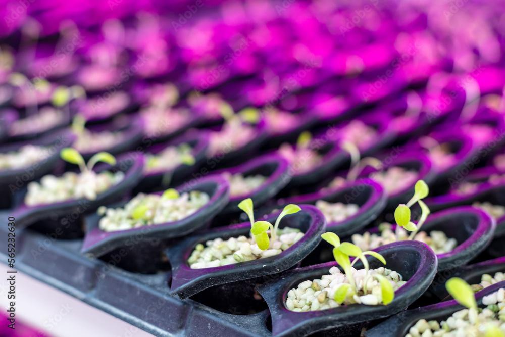 Foto de Seed germination process for hydroponics planting. Sustainable ...