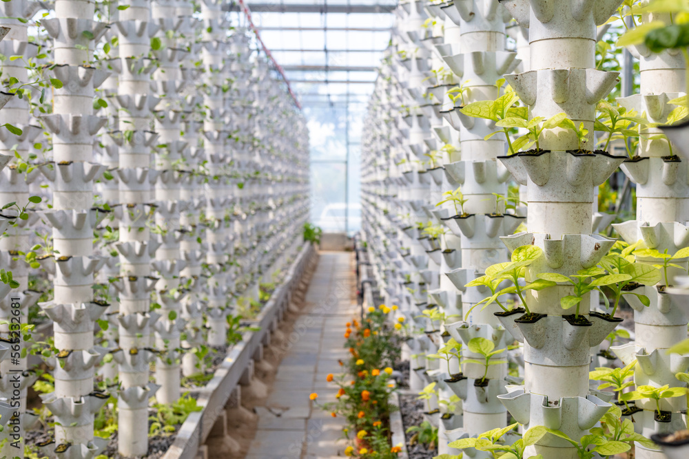 Sustainable Agriculture. Hydroponics based production method farm ...
