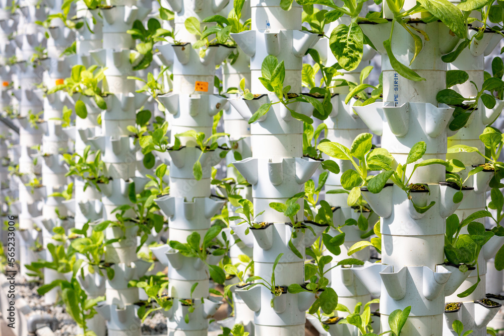 Sustainable Agriculture. Hydroponics based production method farm ...