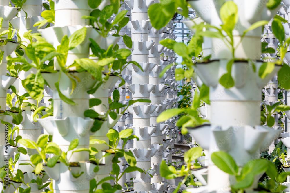 Sustainable Agriculture. Hydroponics based production method farm ...