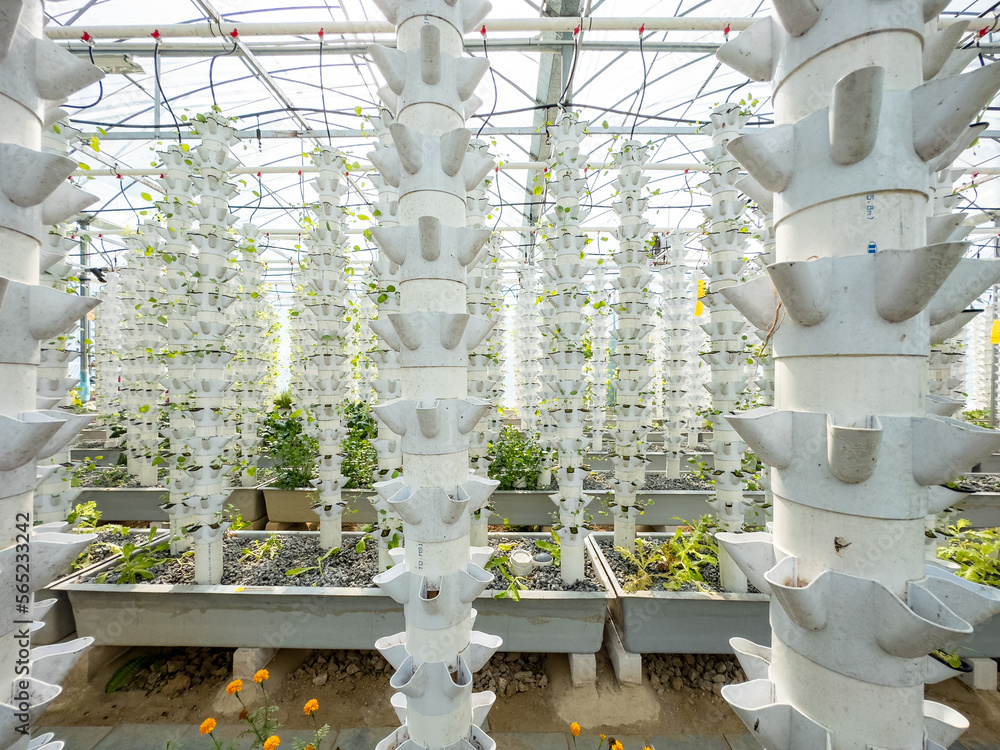 Sustainable Agriculture. Hydroponics based production method farm ...