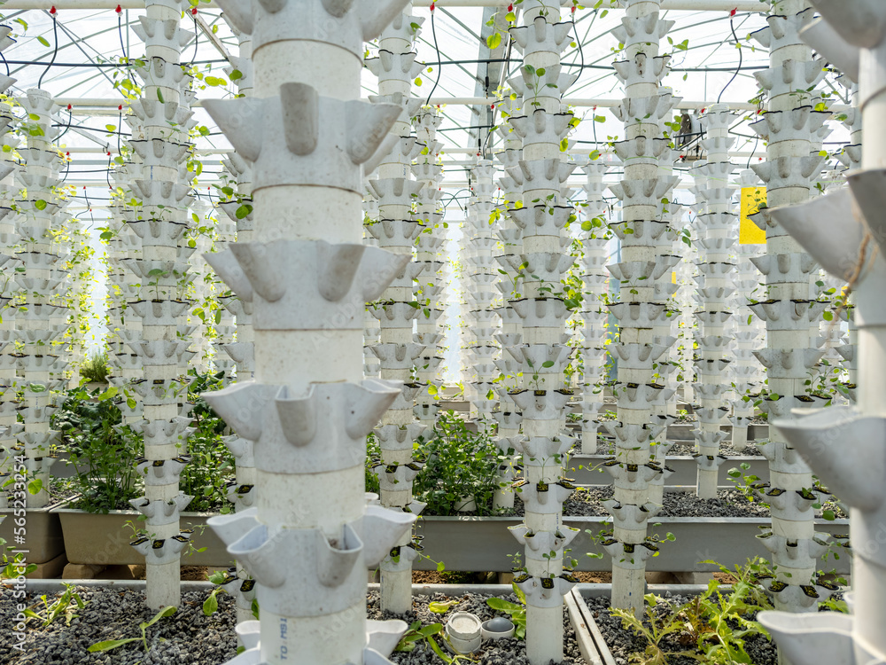 Sustainable Agriculture. Hydroponics based production method farm ...