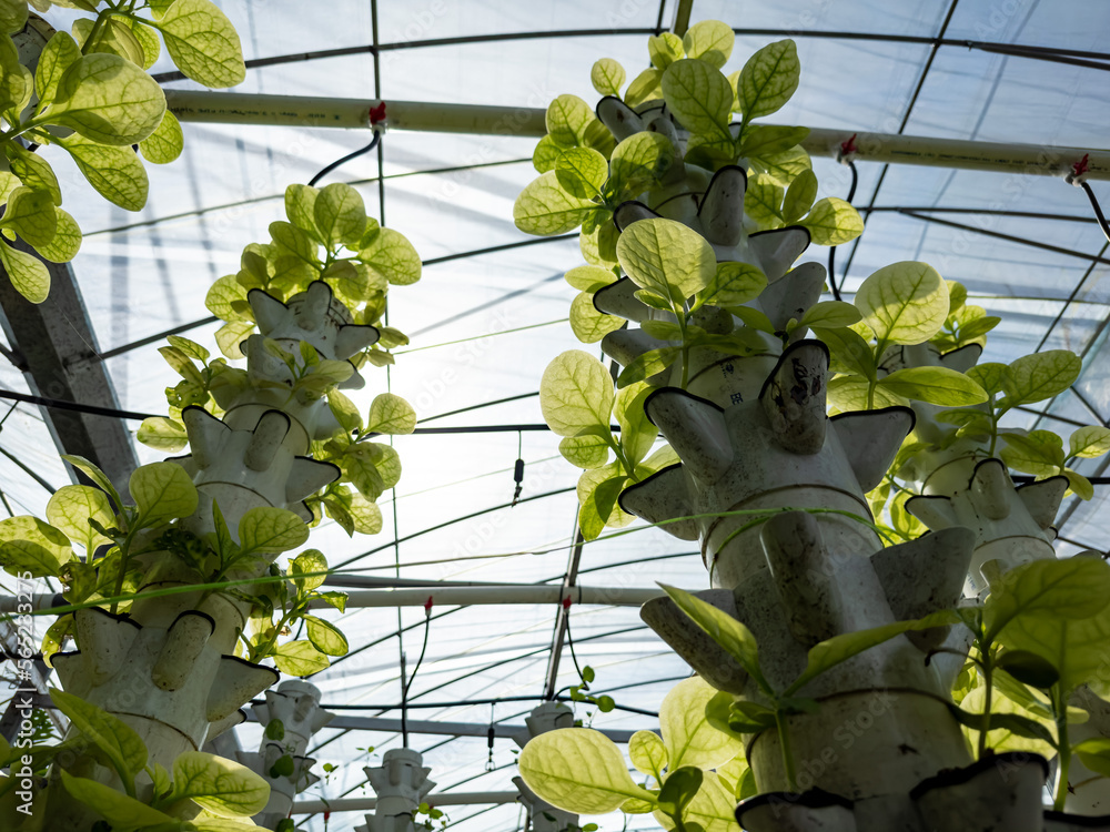 Sustainable Agriculture. Hydroponics based production method farm ...