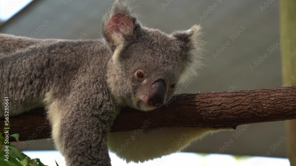 Close up shot of an arboreal marsupial, cute koala, phascolarctos ...