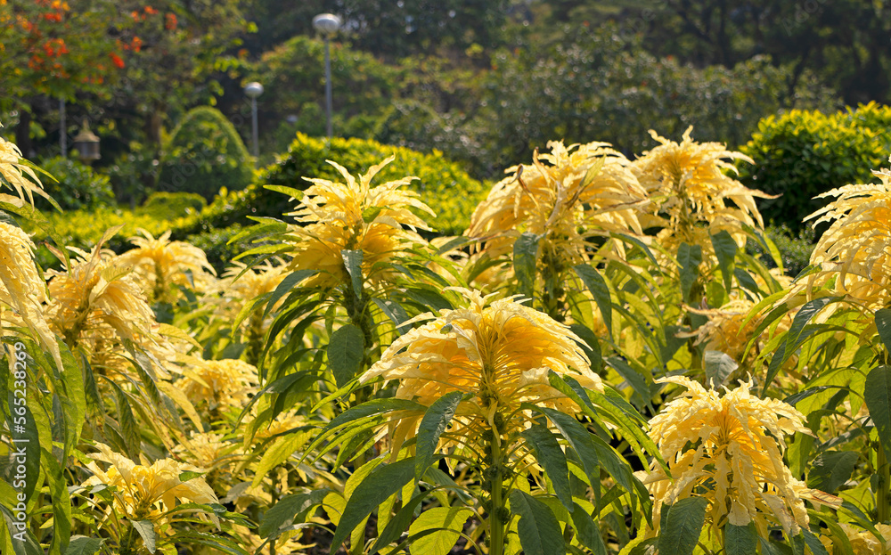 bicolor yellow amaranth, beautiful yellow celosia, flower of celosia ...