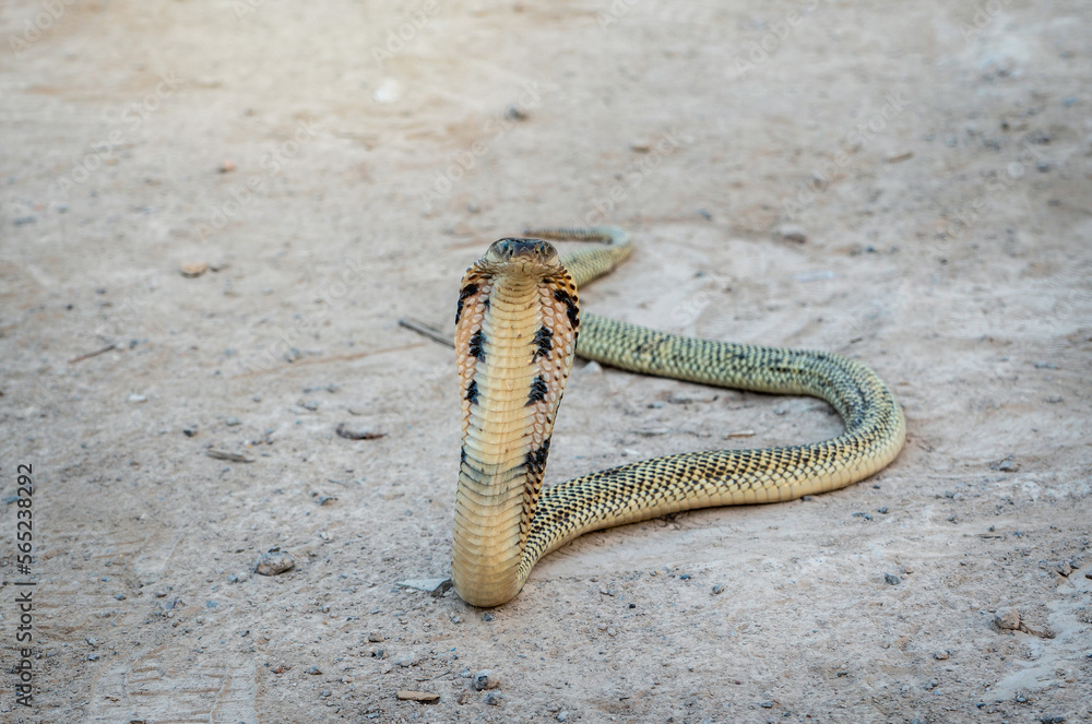 Venomous snake dangerous. Golden Equatorial spitting cobra (Naja ...
