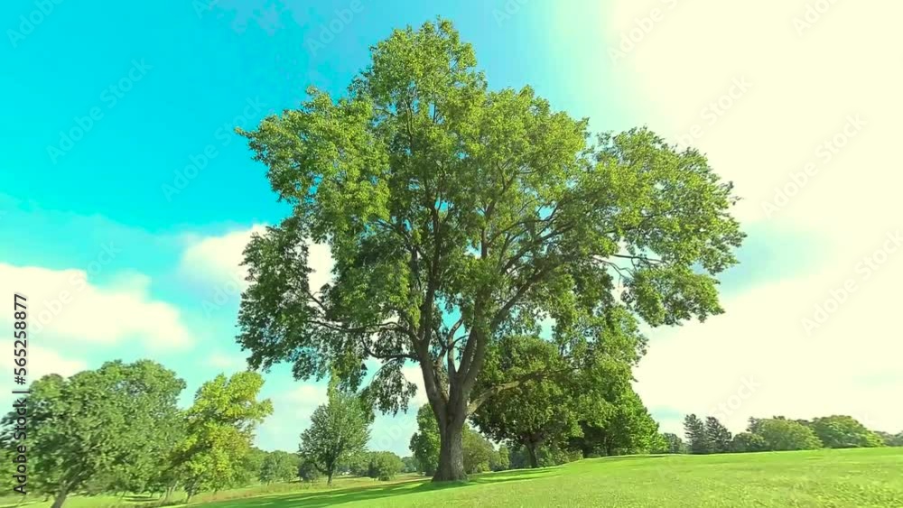 HD Circling a huge tree, shot 3. Counter clockwise arc tight tree top ...