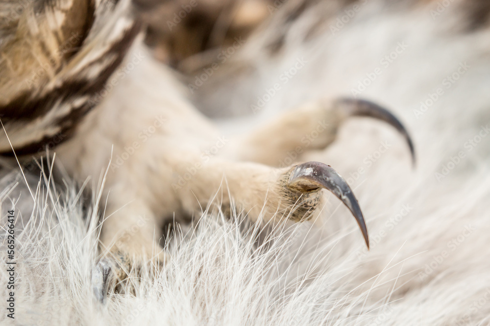 Foto de Claws of an eagle. Falcon legs hold hand. The tamer of the ...