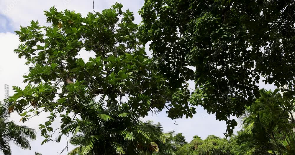 Barbados Bridgetown Caribbean tropical trees plants botanical ...