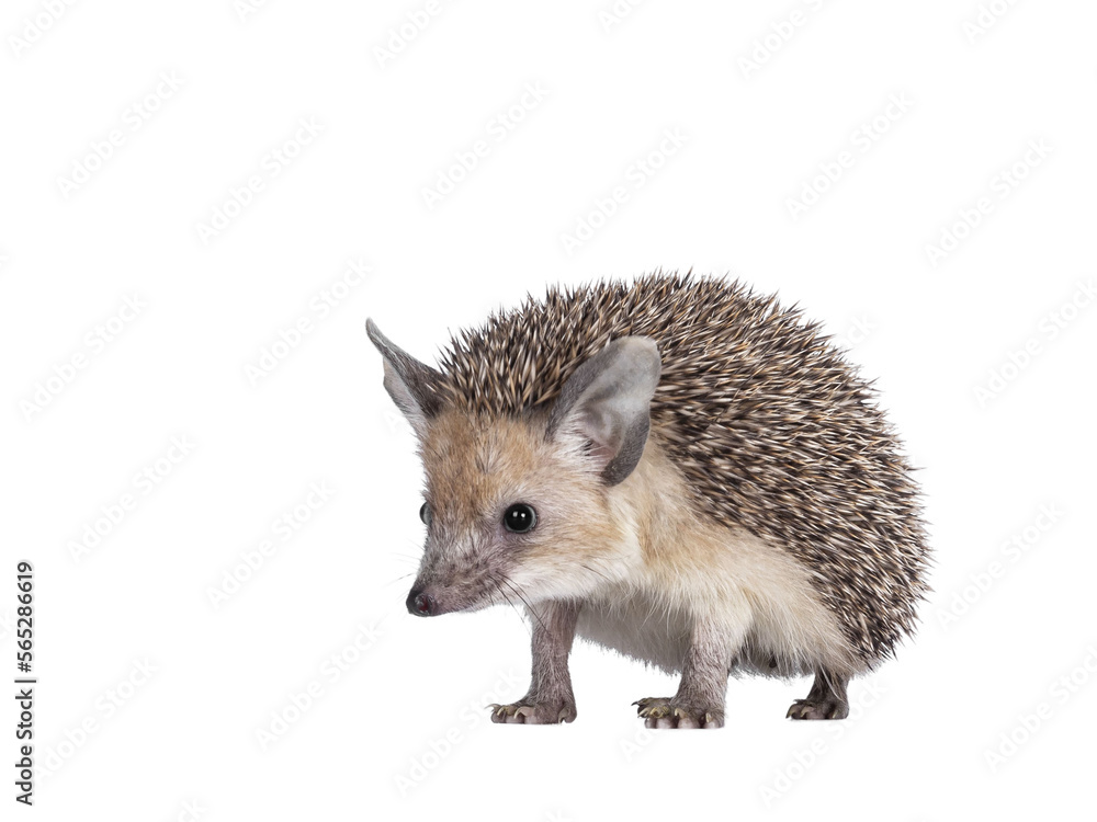Adorable small Long eared hedgehog aka Hemiechinus auritus, sitting ...