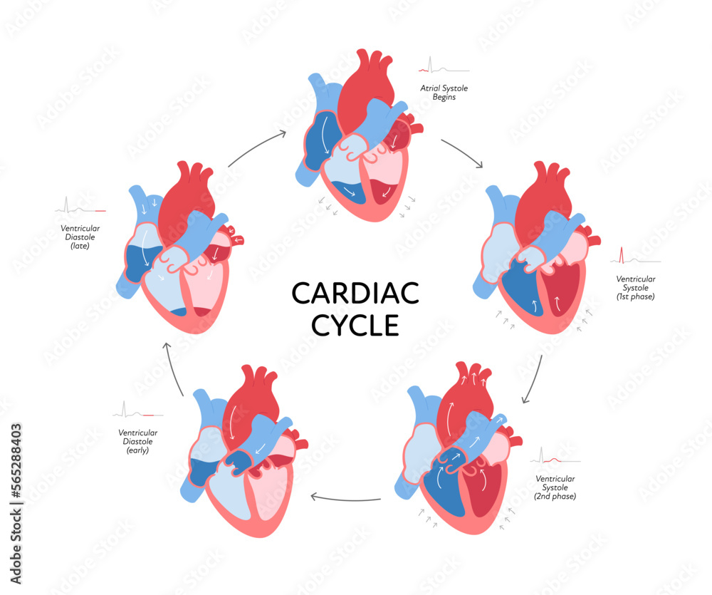 Cardiac cycle anatomy infographic. Vector color flat modern ...
