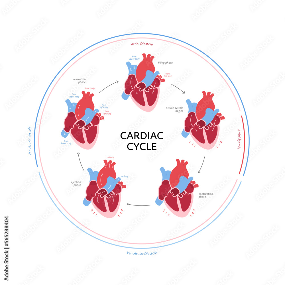 Cardiac cycle anatomy infographic. Vector color flat modern ...