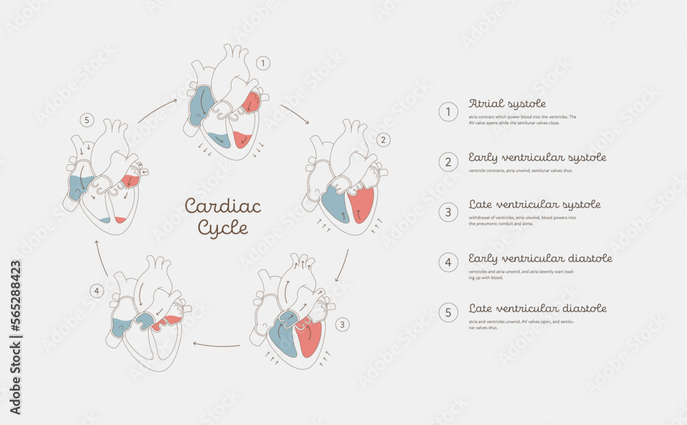 Cardiac cycle anatomy infographic. Vector color flat modern ...