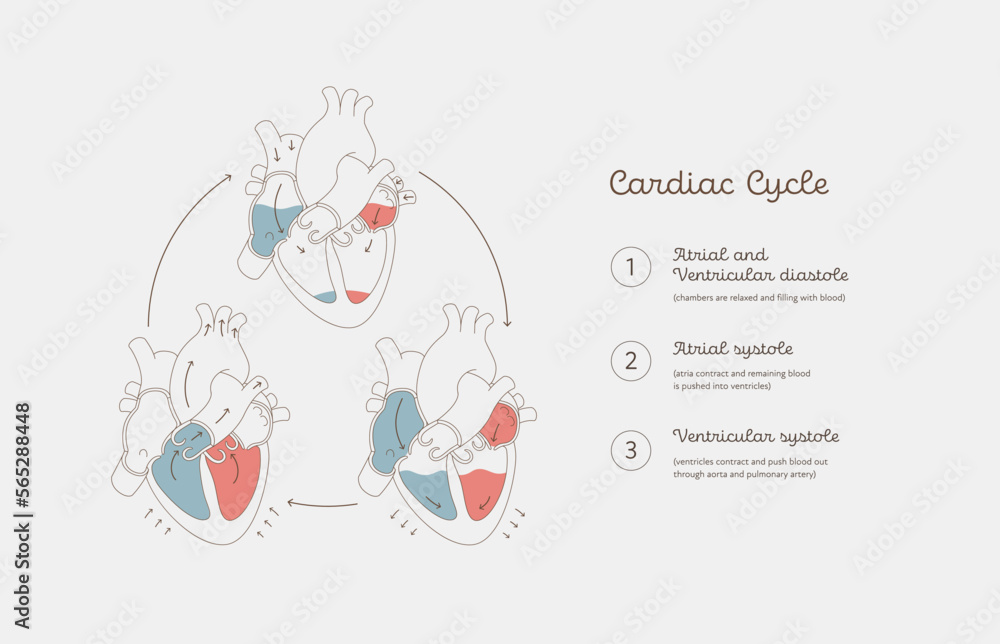 Cardiac cycle anatomy infographic. Vector color flat modern ...