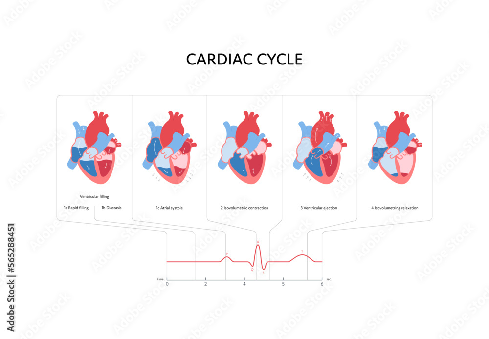 Cardiac cycle anatomy infographic. Vector color flat modern ...
