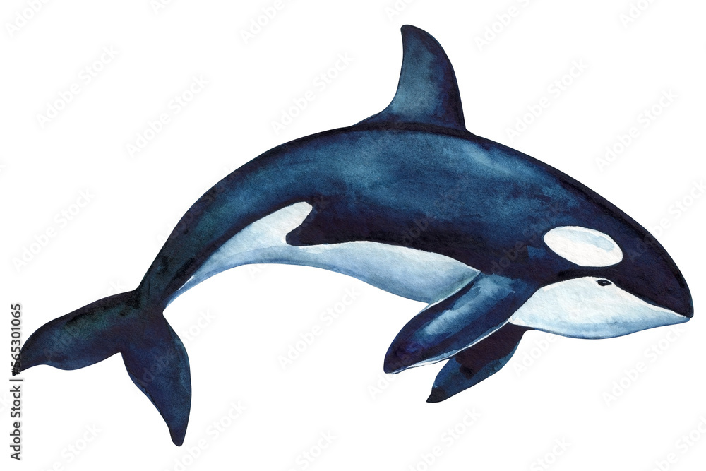 Beautiful killer whale in the ocean isolated background. Watercolor ...