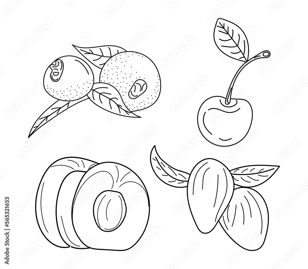 Hand drawn fruits vector set. collection of fruits Сherry, Austromyrtus ...