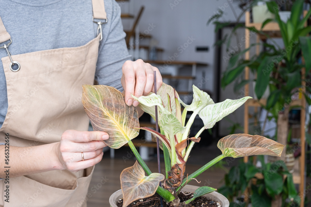 Problems in the cultivation of domestic plants Problems in cultivation of domestic plants ...