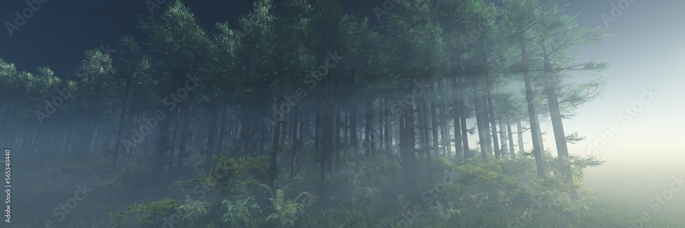 Forest in the morning in a fog in the sun, trees in a haze of light ...