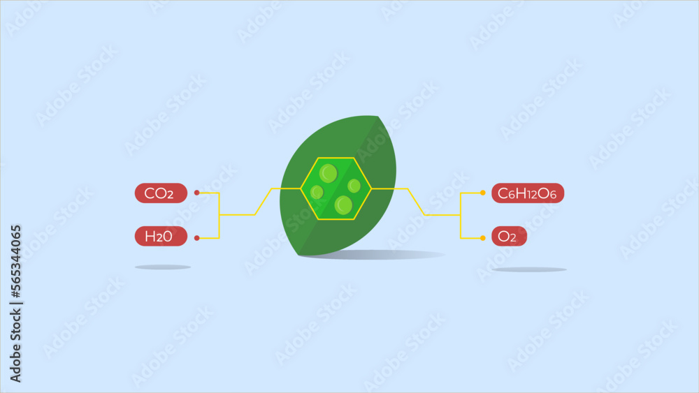 process of photosynthesis. conversion of carbon dioxide and water to ...