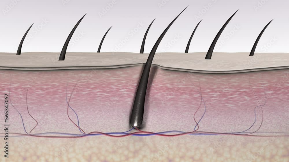 Shaving hair 3D animation. Skin tissues and hair follicle cross-section ...