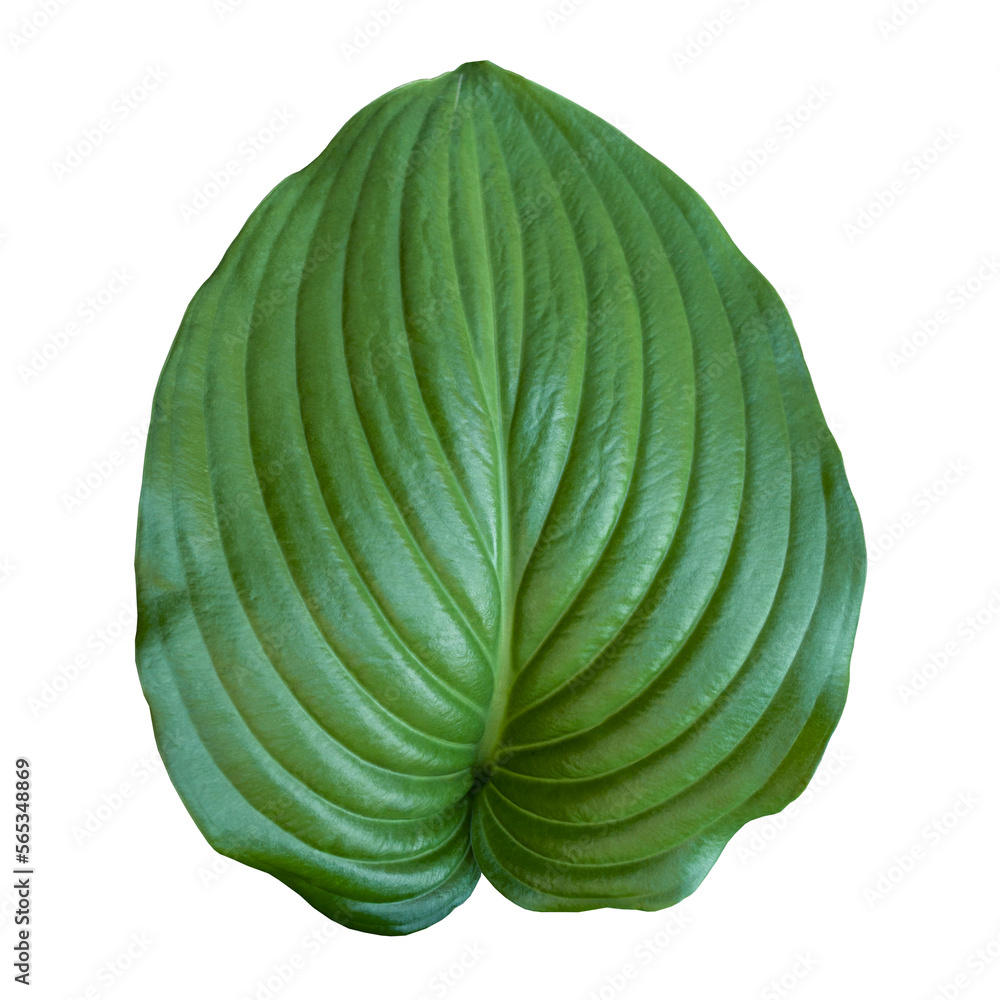 Green leaf hosta isolated. Fresh tropical leaf hosta. PNG with ...