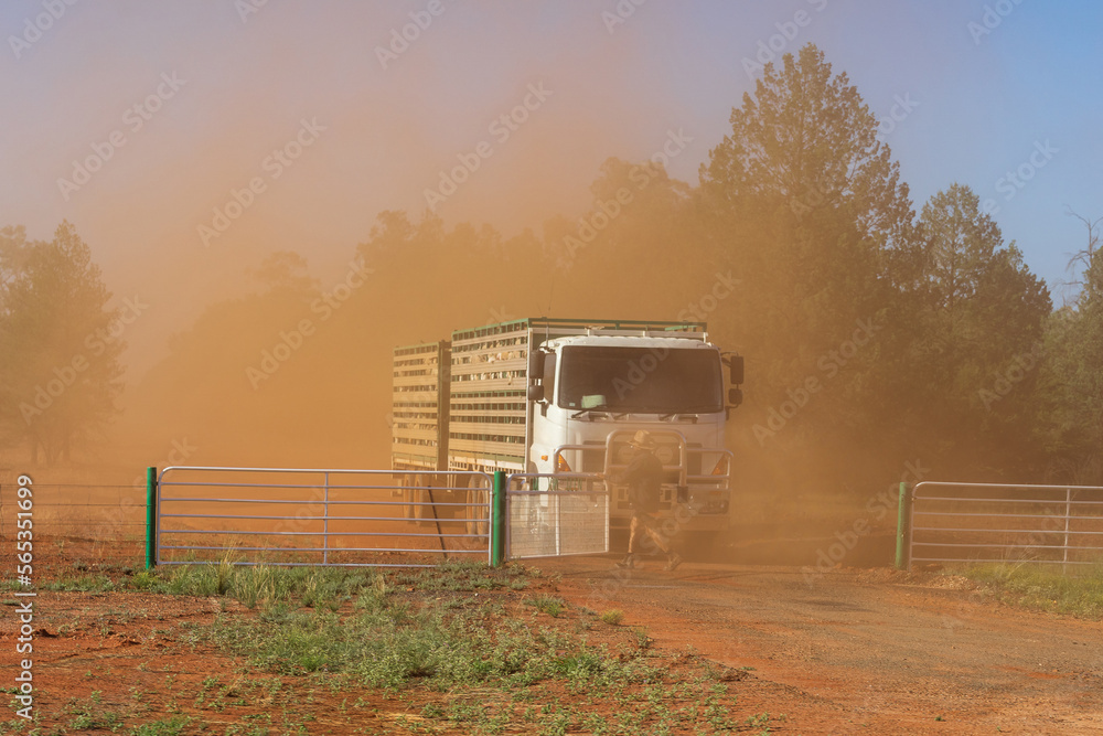 A truck full of livestock at a farm gate surrounded by a cloud of red ...